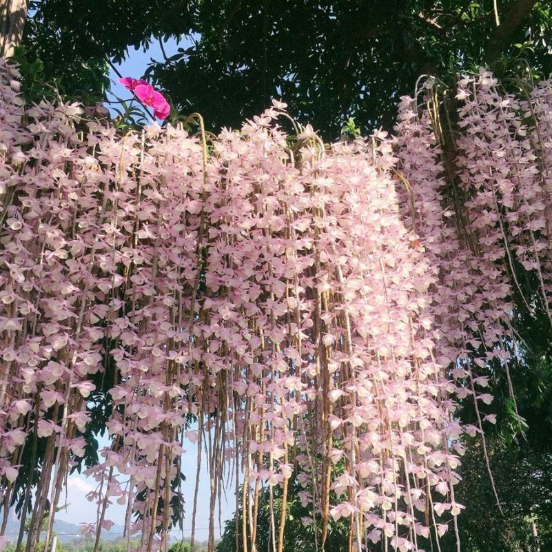 Flowing flora - Taiwan Today