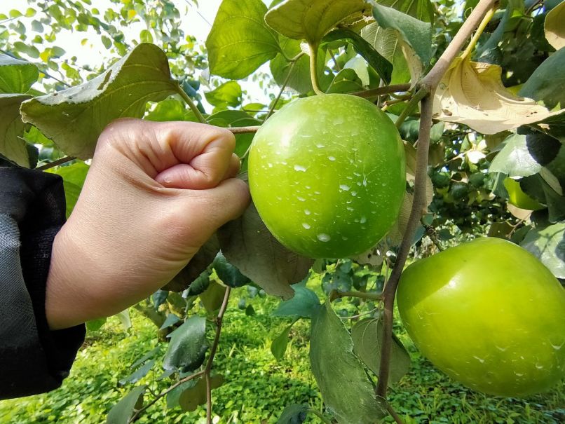 Giant jujubes - Taiwan Today