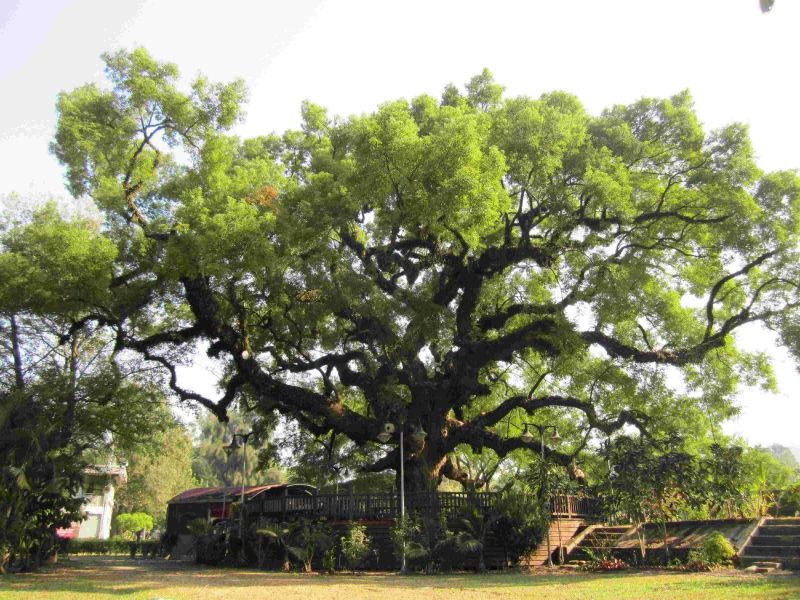 Taichung camphor - Taiwan Today