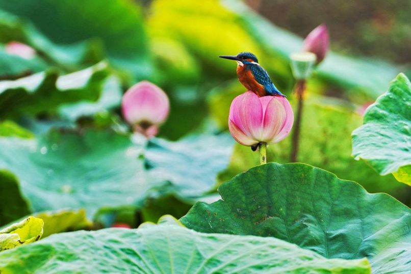 Spring scene - Taiwan Today