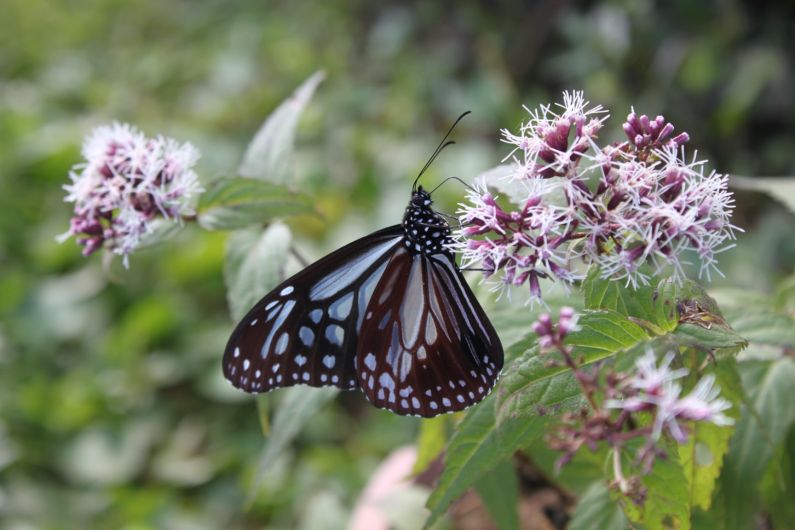 Fluttering fauna - Taiwan Today