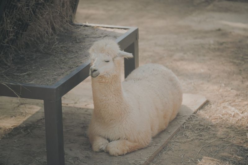 Una alpaca busca la sombra en Hsinchu - Noticias de Taiwan