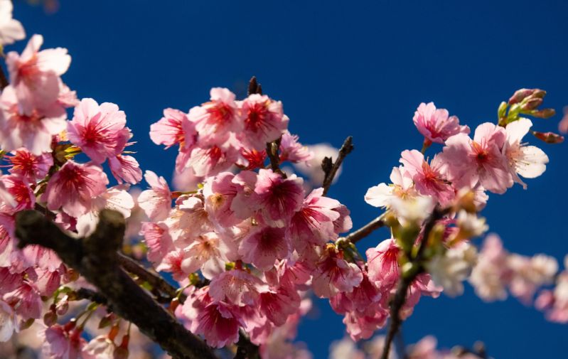 Sakura spotlight - Taiwan Today