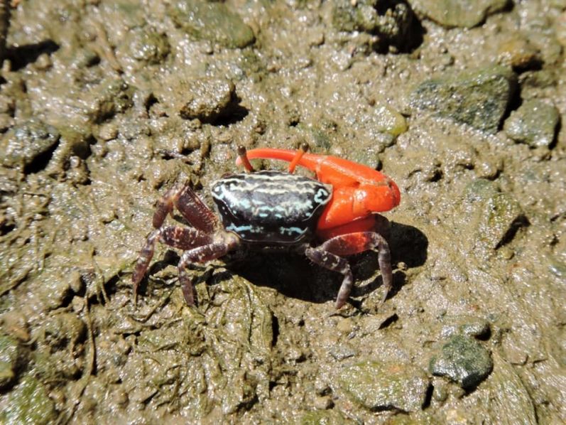 Flourishing fauna - Taiwan Today