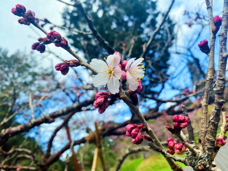 Spring site - Taiwan Today