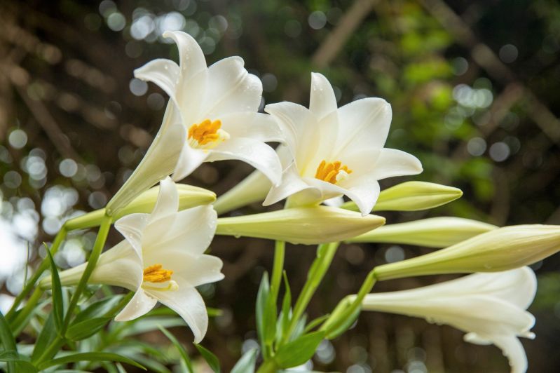 Front-line flowers - Taiwan Today
