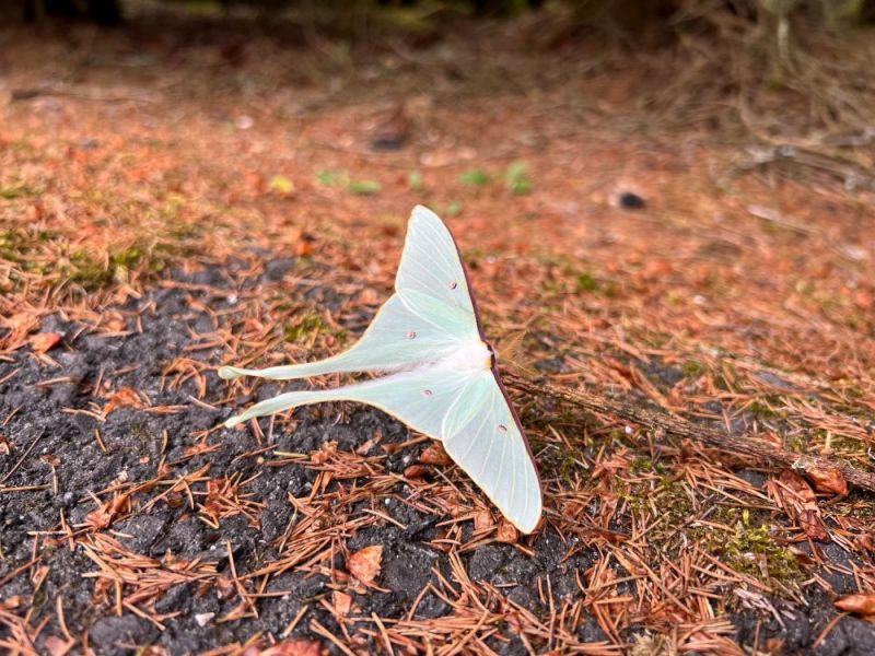 Magnificent moth - Taiwan Today