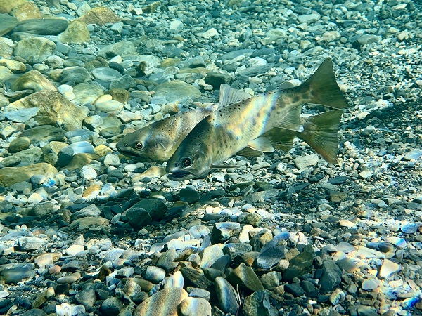 Taiwan’s endemic fish species nurtured to make a comeback - Taiwan Today