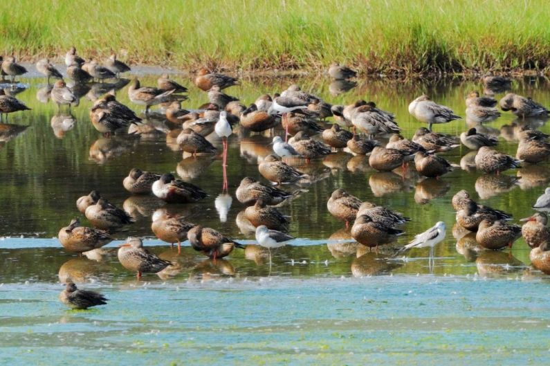 Gregarious birds - Taiwan Today