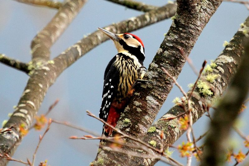 Majestic picid - Taiwan Today