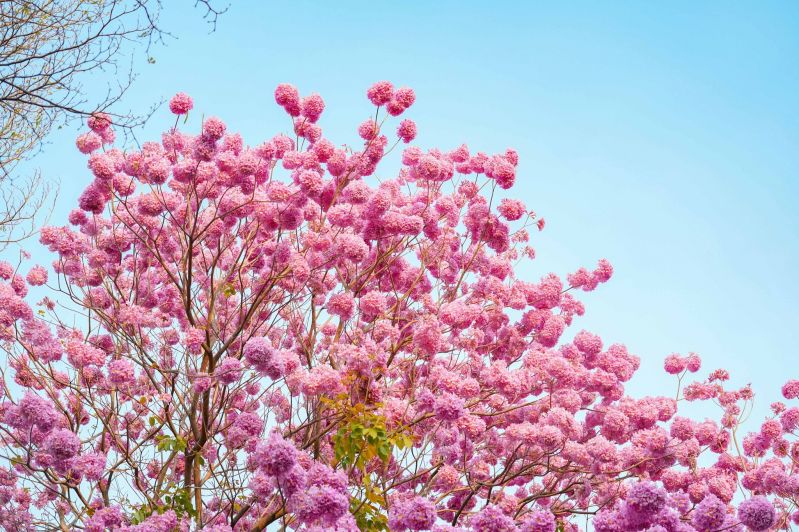 Pink poui - Taiwan Today