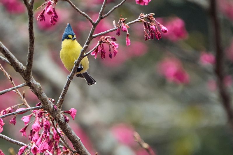 Endemic songbird - Taiwan Today
