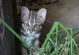 Guardians of Animals - Taiwan Today