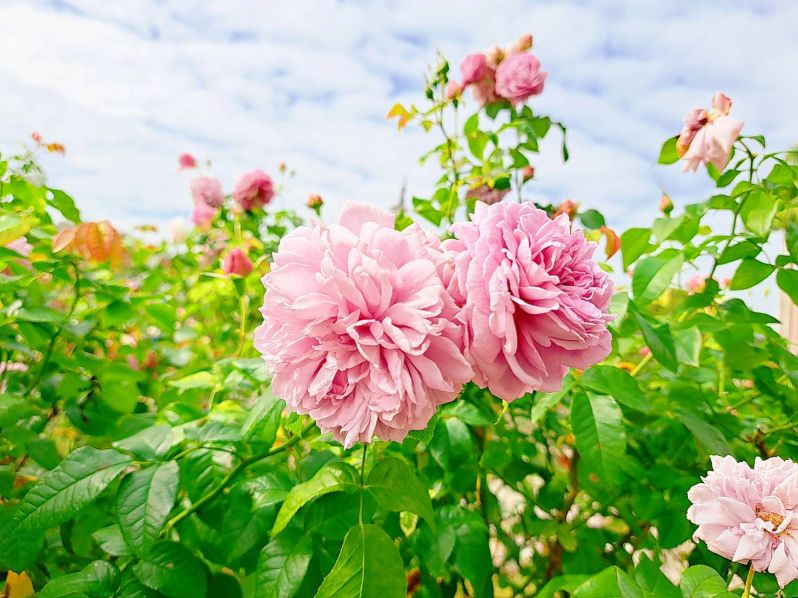 Taipei fête la rose - Taiwan Info