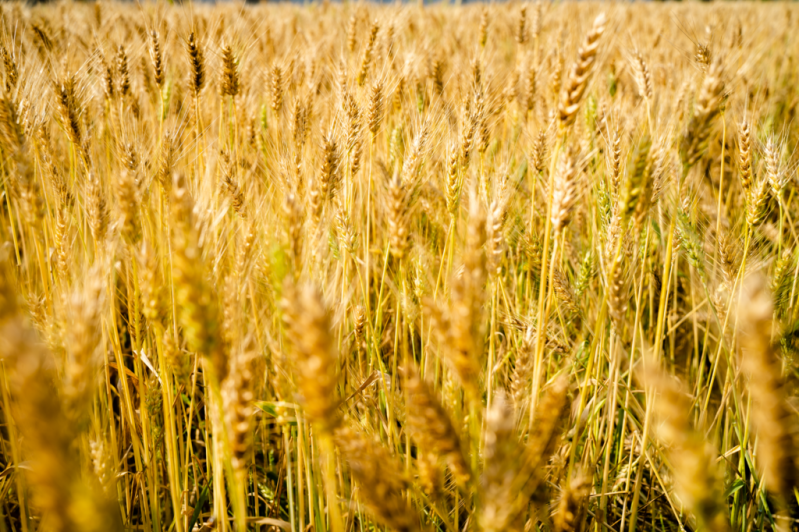 Waving wheat - Taiwan Today