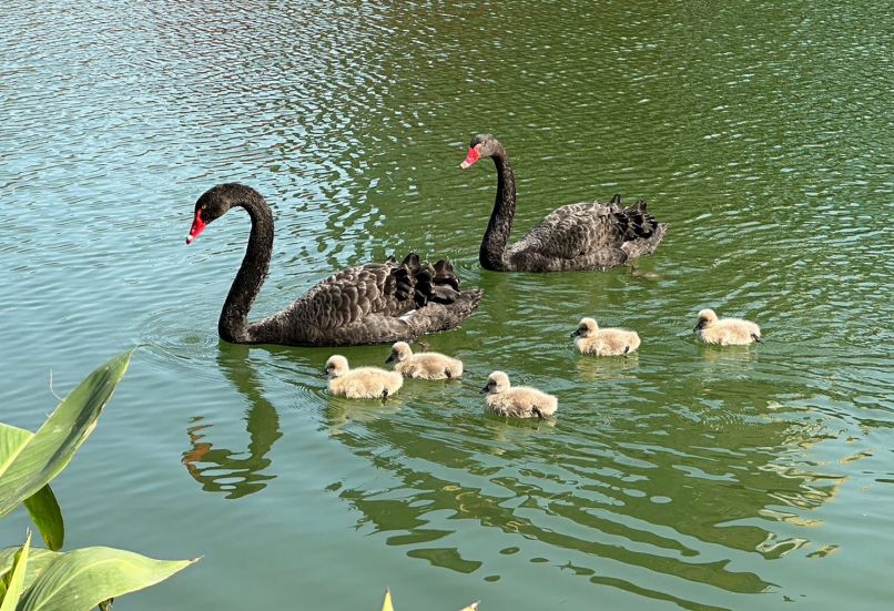 Spring signal - Taiwan Today