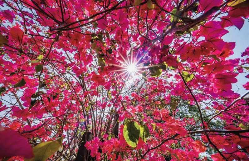 Flower bower - Taiwan Today