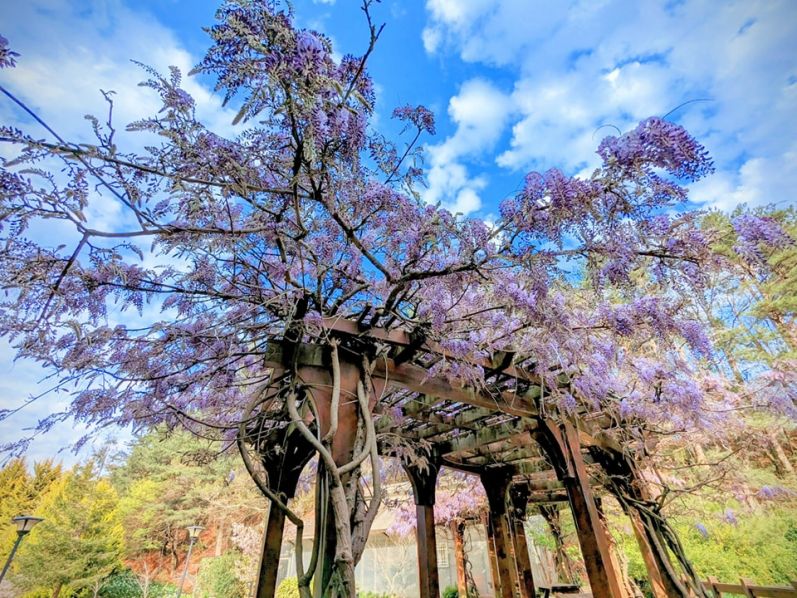 Beautiful blossom - Taiwan Today