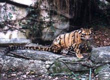 In Search of Taiwan’s Clouded Leopard - Taiwan Today
