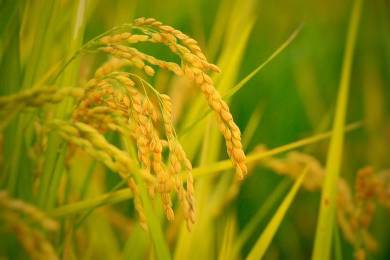 Golden grain - Taiwan Today