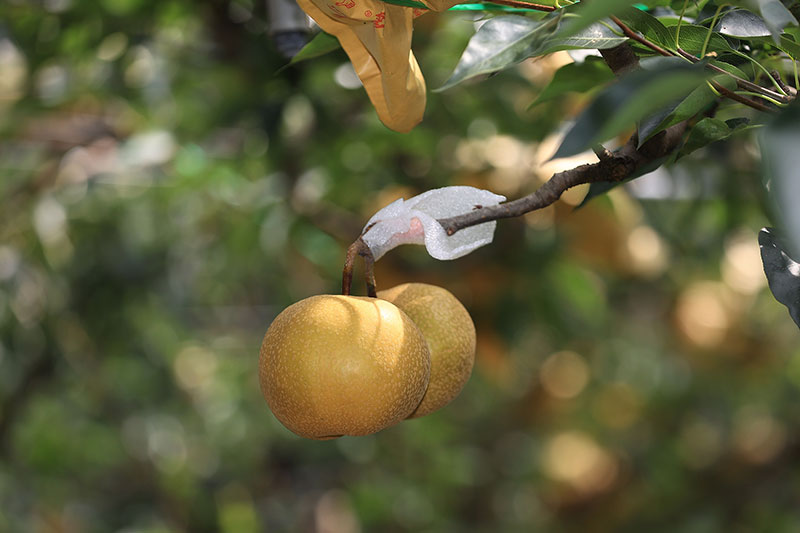 Ten Years Honing a Single Sword: A Tale of Pears and Strawberries