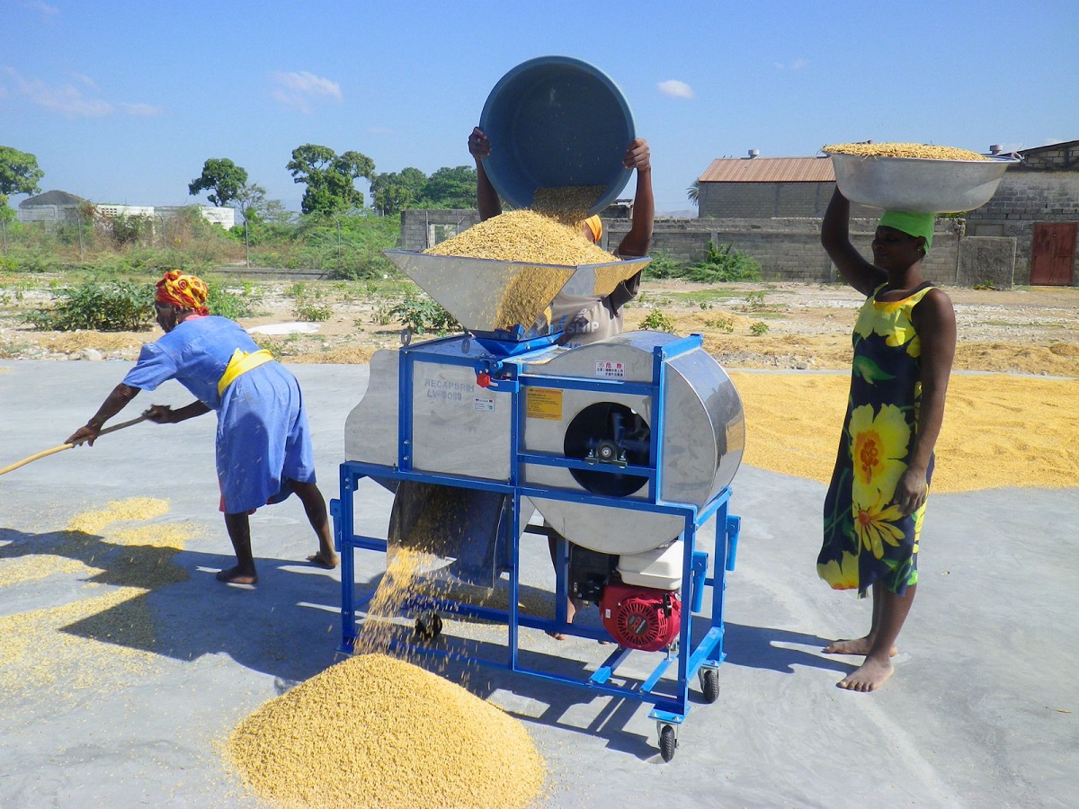 Haïti : dans l’Artibonite, une moisson de riz surmonte les défis avec l ...
