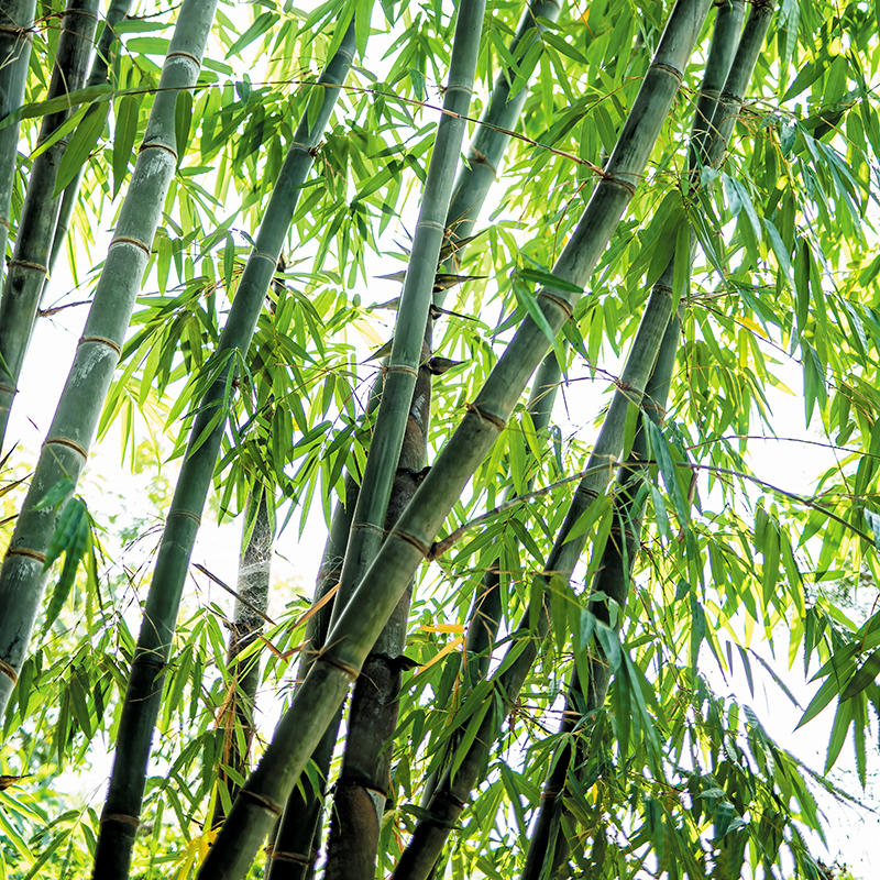Bamboo Revival - Taiwan Today
