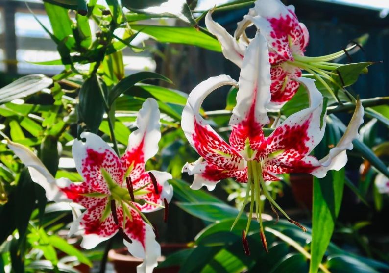 Flower power - Taiwan Today