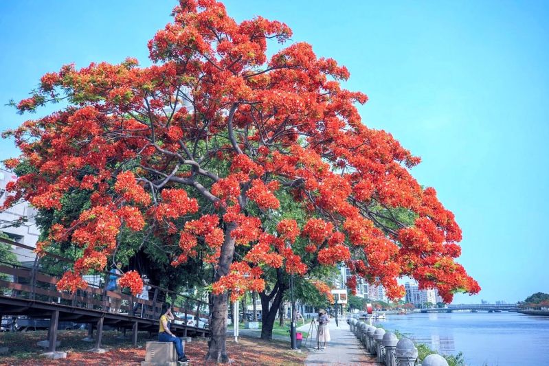 Phoenix flower - Taiwan Today