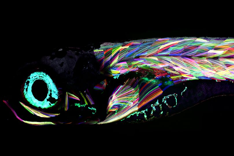 Zebrafish cells - Taiwan Today