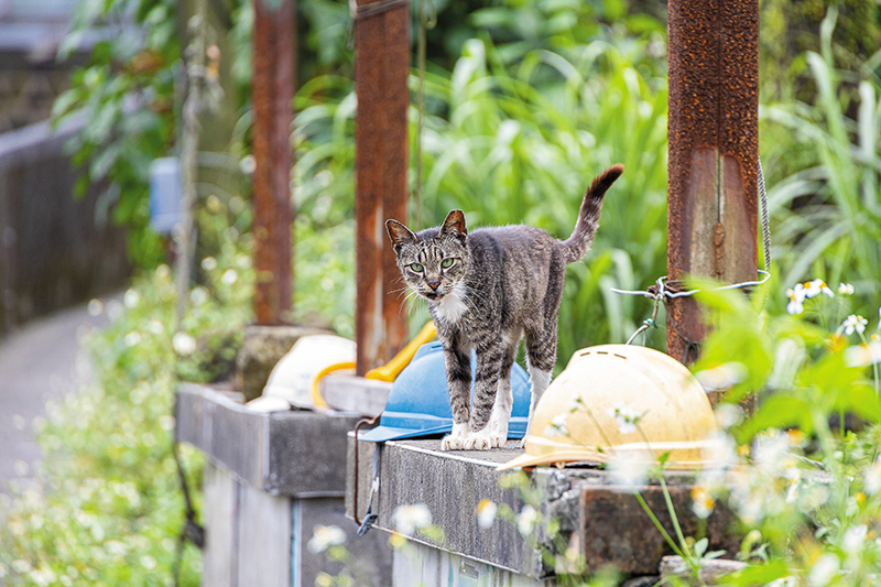 Animal Magnetism - Taiwan Today
