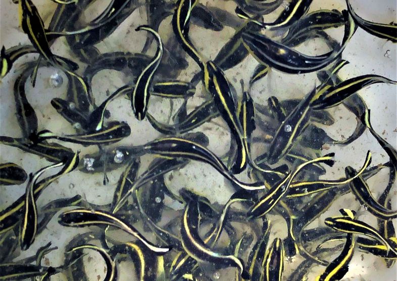 Careful study - Taiwan Today