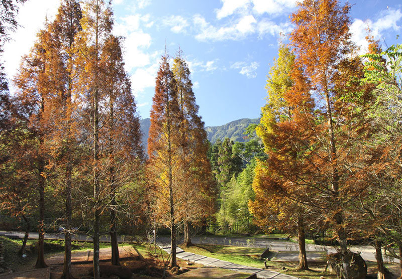 Wisdom of the Trees - Taiwan Today