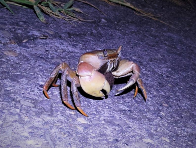 Crab crossing - Taiwan Today
