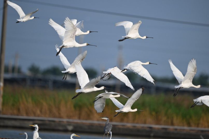 Flocking together - Taiwan Today
