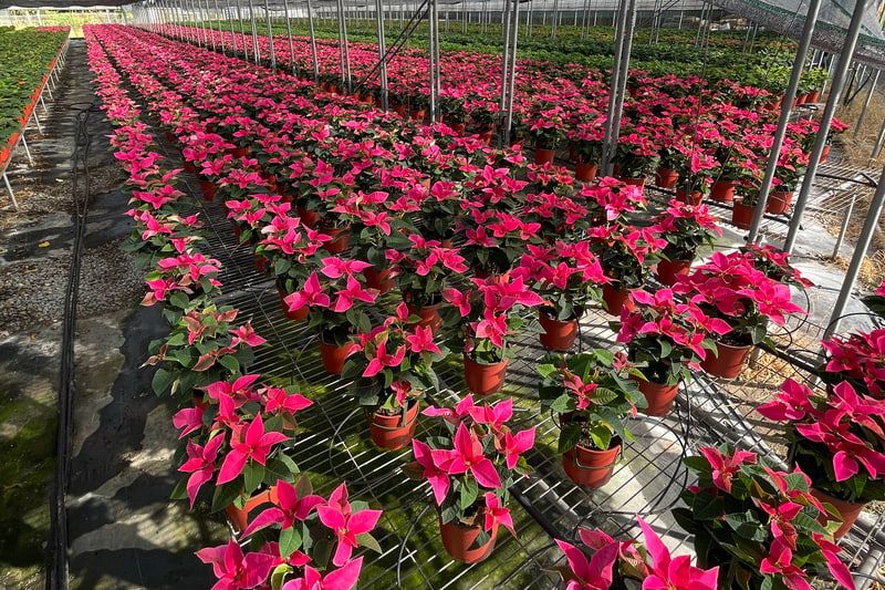 Festive flora - Taiwan Today