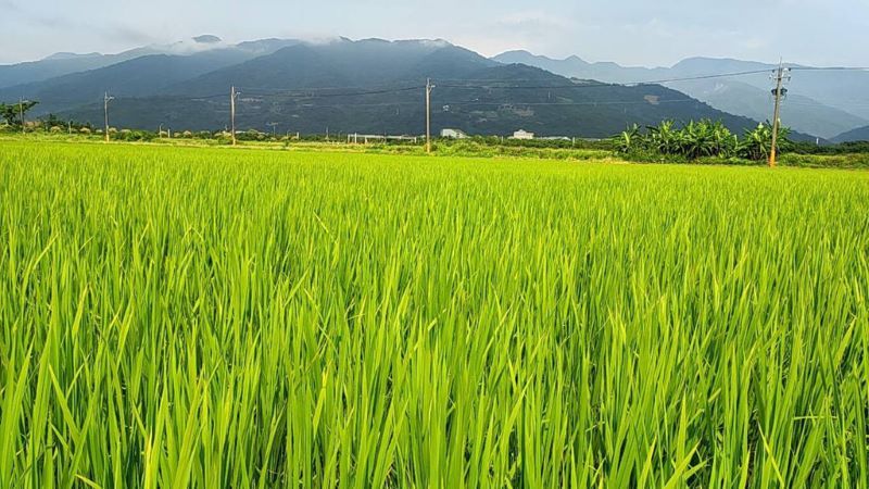 Effective farming - Taiwan Today
