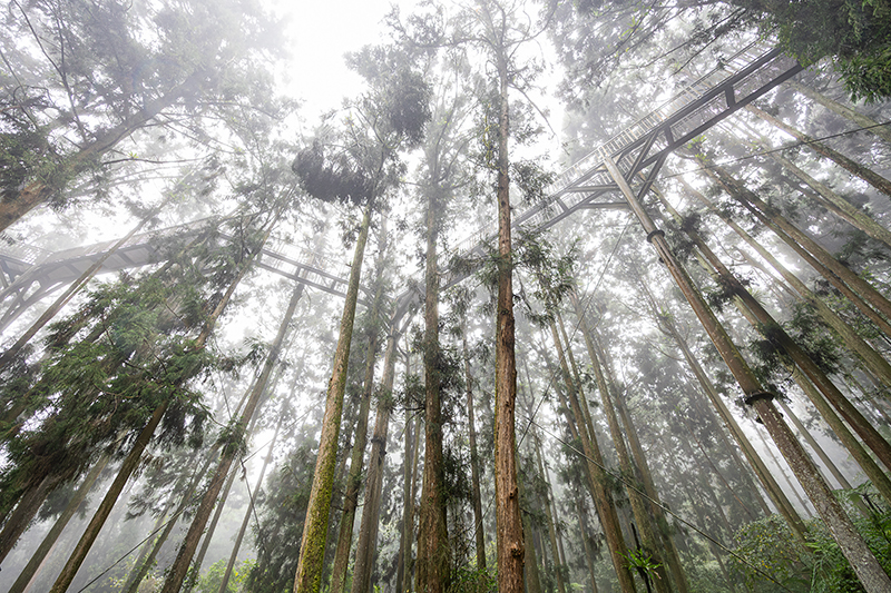 Sylvan Wisdom - Taiwan Today