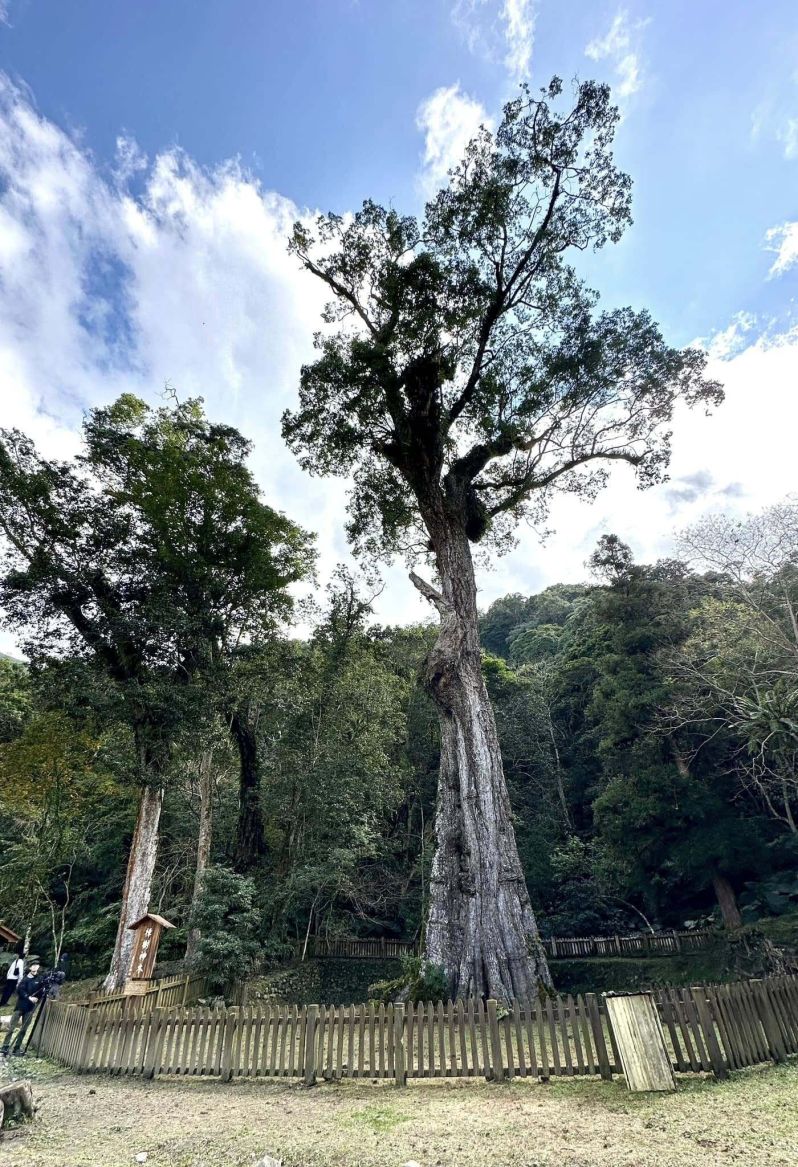 Rare tree - Taiwan Today