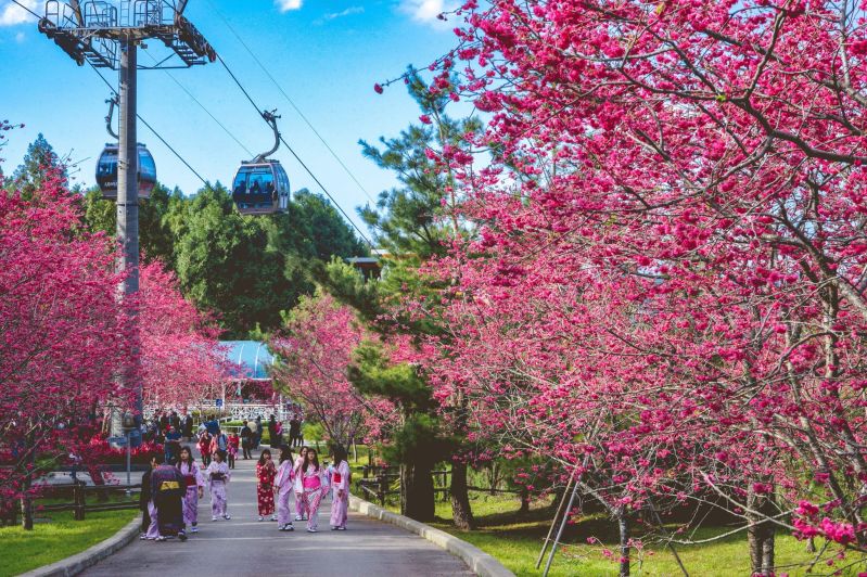 Festival de flores de cerezo en Nantou - Noticias de Taiwán