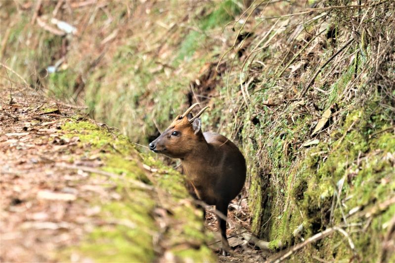 Fauna de Taiwán - Noticias de Taiwán