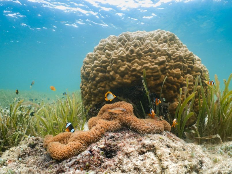 Healthy ecosystem - Taiwan Today
