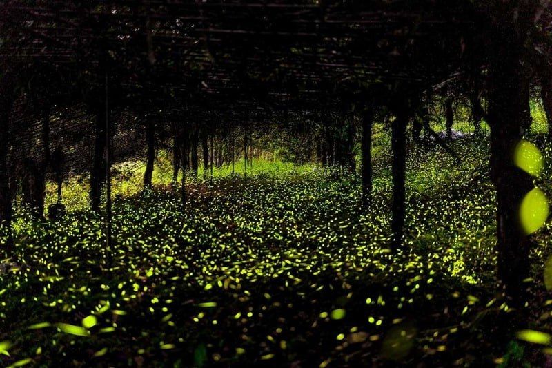 Magical lights - Taiwan Today