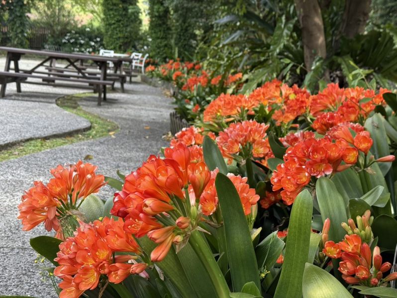 Florecen las hermosas flores de plantas bulbosas - Noticias de Taiwán