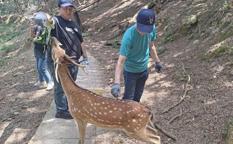 Dear deer - Taiwan Today