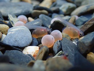 THE SALMON’S DREAM—Environmental Education and Conservation at Shei-Pa ...