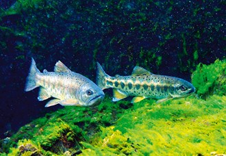 THE SALMON’S DREAM—Environmental Education and Conservation at Shei-Pa ...