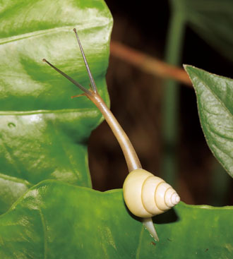 Safe Havens - Taiwan Today