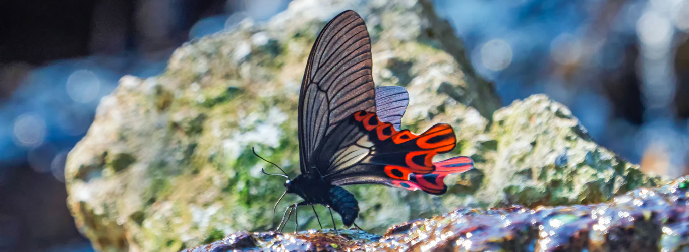 Residency Application and Household, Birth, Marriage, Divorce and Death ...